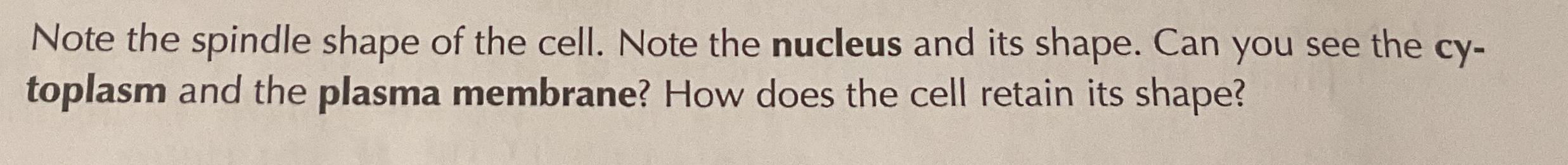 Solved Note the spindle shape of the cell. Note the nucleus | Chegg.com