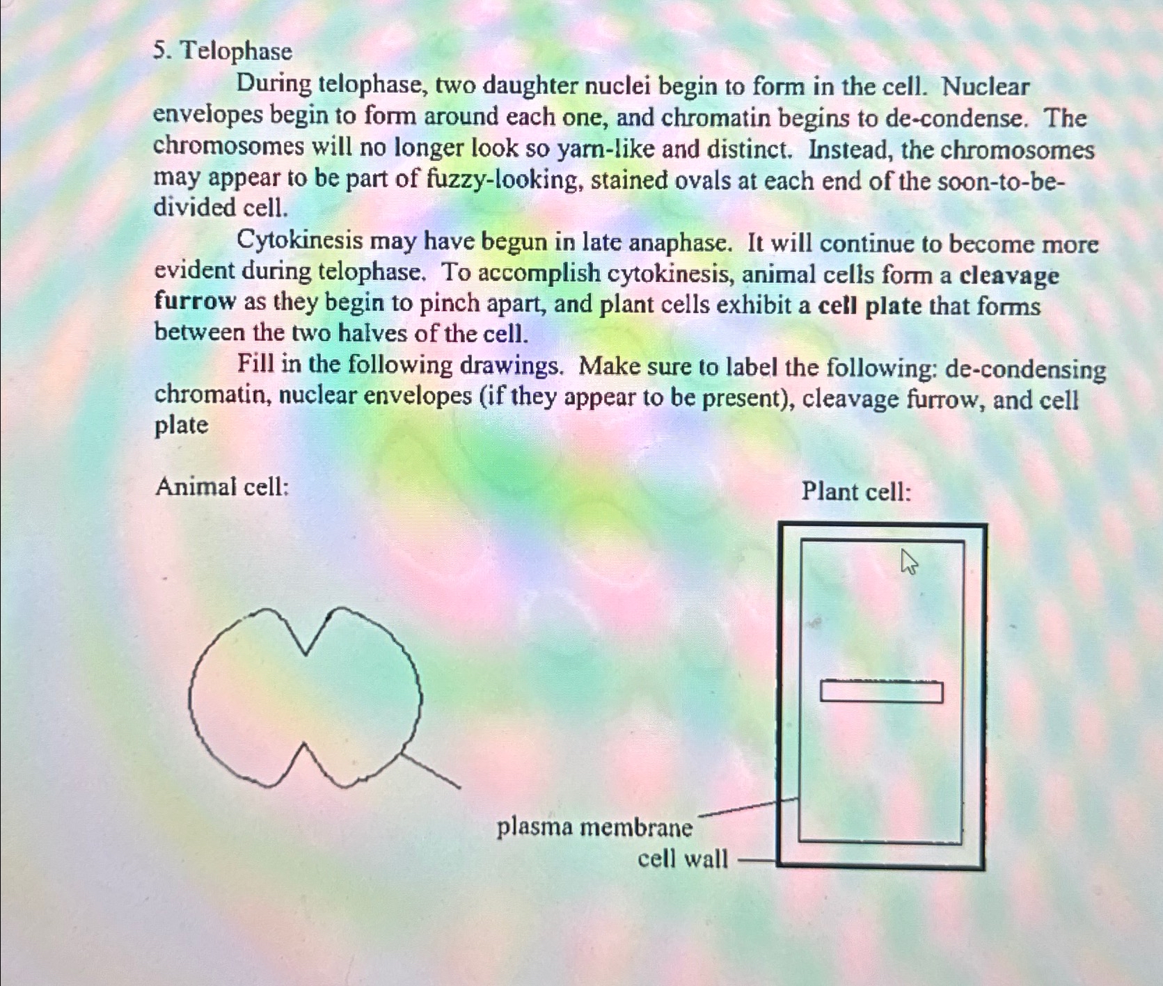 Solved TelophaseDuring telophase, two daughter nuclei begin | Chegg.com
