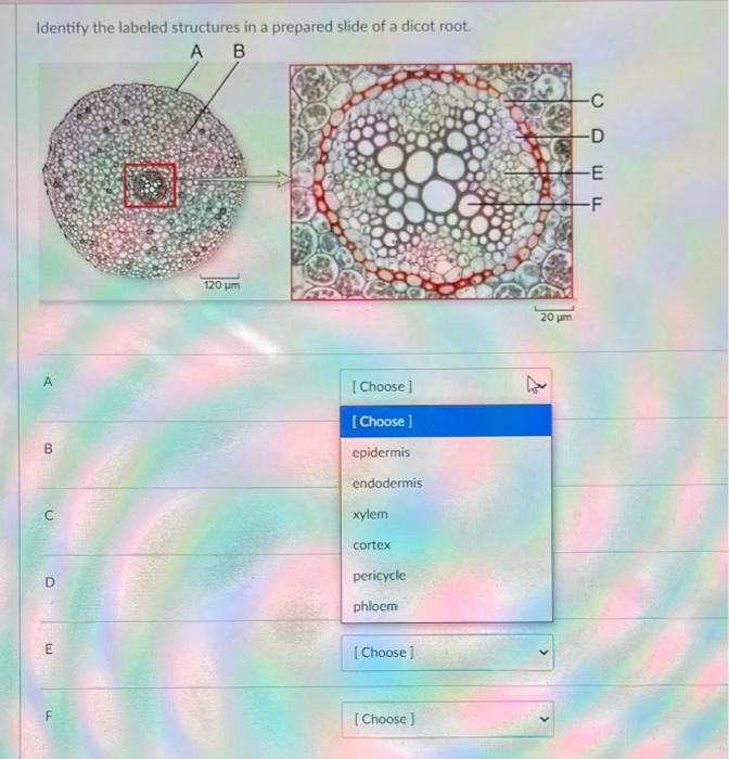 Solved Identify the labeled structures in a prepared slide | Chegg.com
