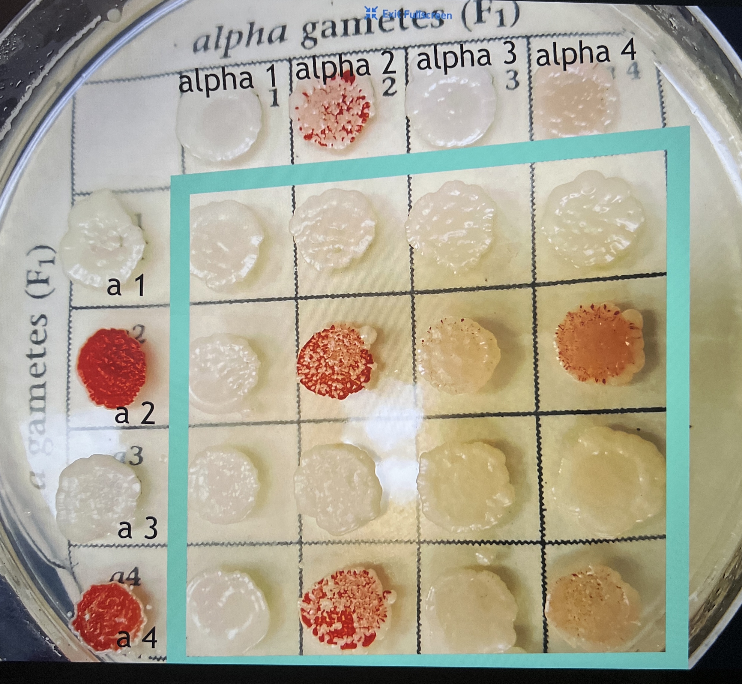Solved EXPERIMENT #5Mendelian Genetics: Dihybrid Cross of | Chegg.com