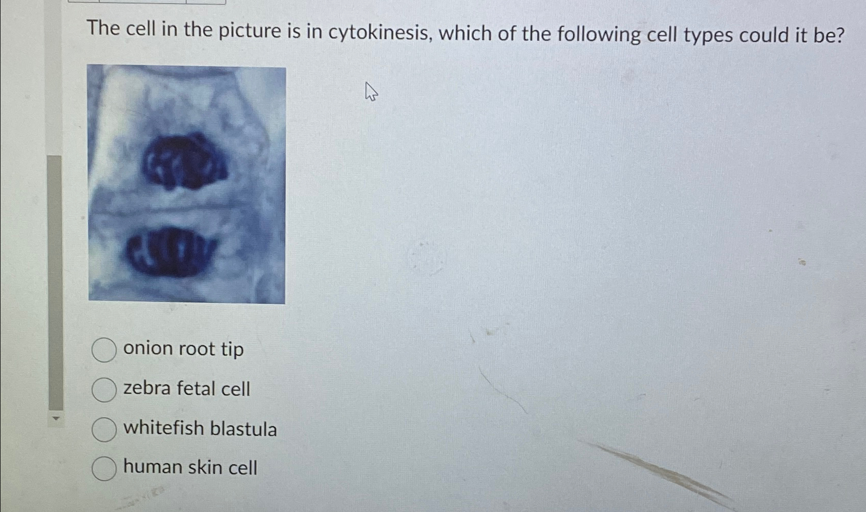 The cell in the picture is in cytokinesis, which of | Chegg.com