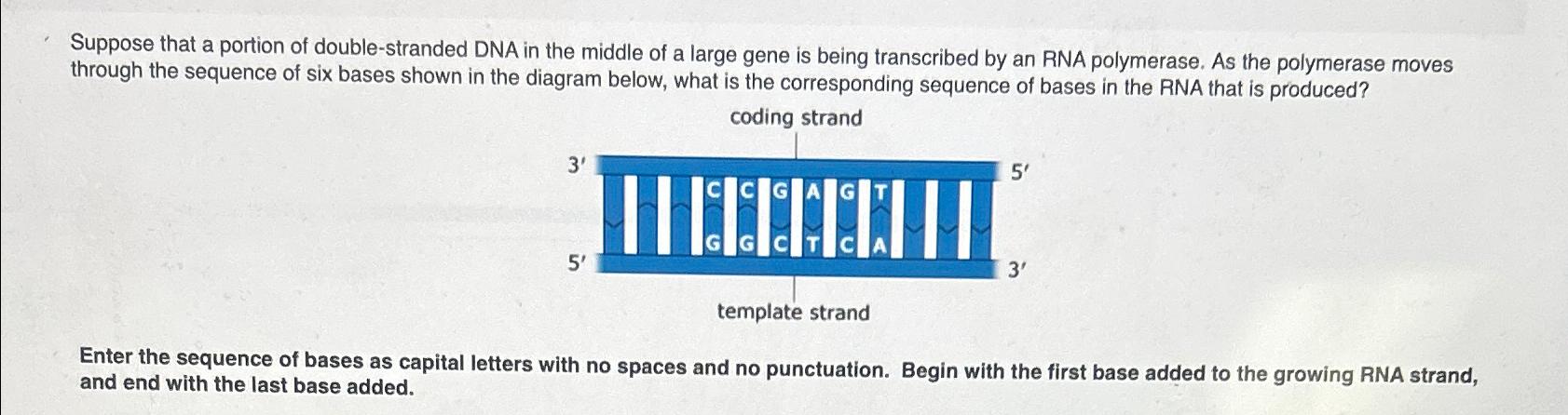 Solved Suppose that a portion of double-stranded DNA in the | Chegg.com