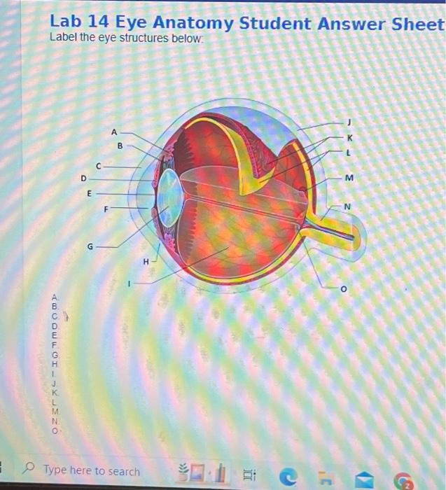 Solved 3 Lab 14 Eye Anatomy Student Answer Sheet Label the | Chegg.com