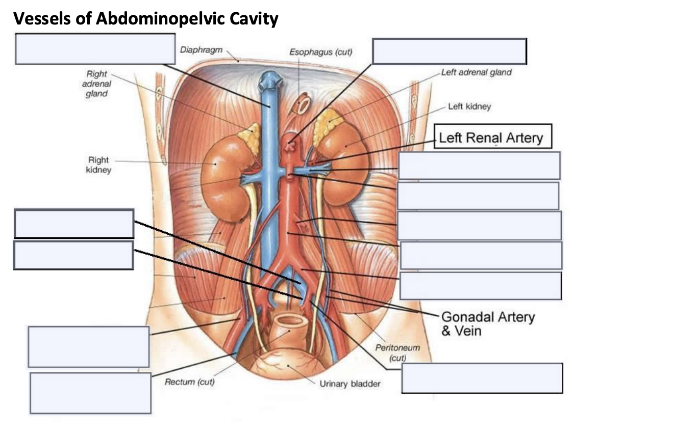 Solved Label each of the vessels on the diagrams below using | Chegg.com