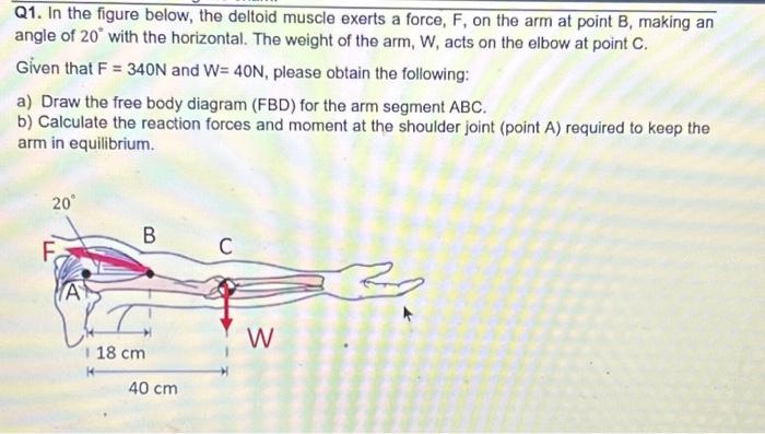 Solved Q1. In the figure below, the deltoid muscle exerts a | Chegg.com