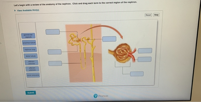 Solved Let's begin with a review of the anatomy of the | Chegg.com