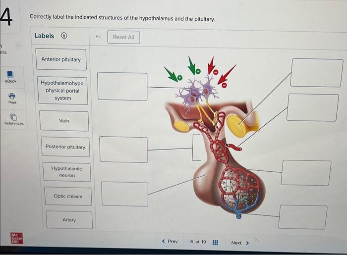 Solved Correctly label the indicated structures of the | Chegg.com