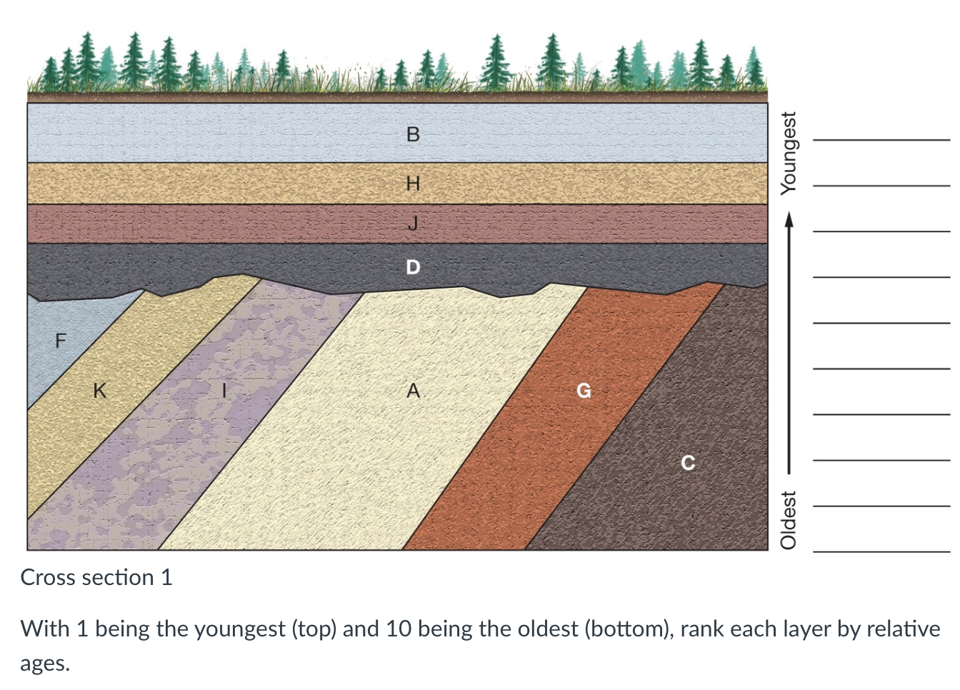 Solved Cross section 1With 1 ﻿being the youngest (top) ﻿and | Chegg.com
