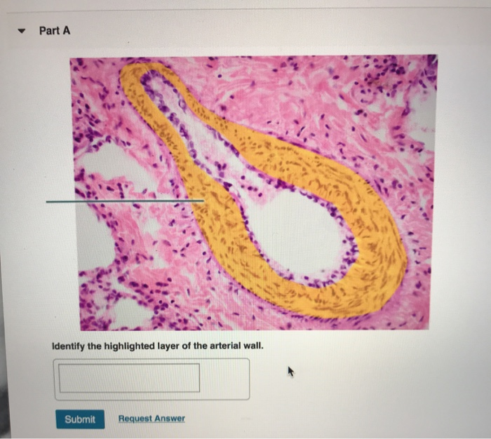Solved Part A Identify the highlighted cells. Submit Request | Chegg.com