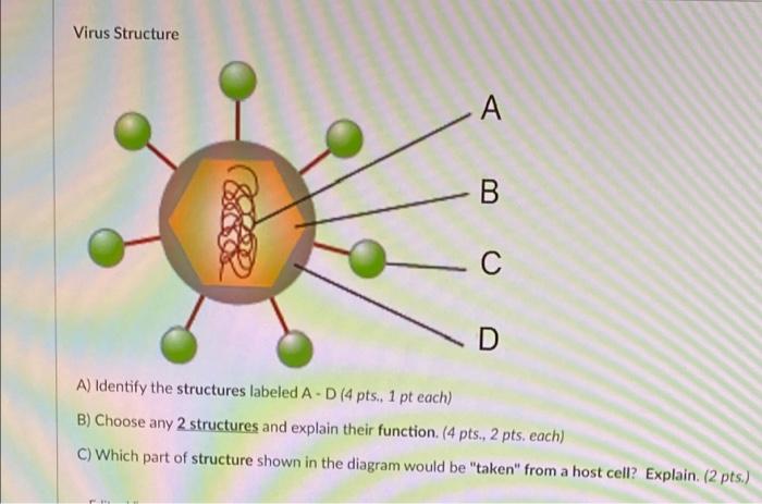 Solved Virus Structure -A -B 292970 -c D A) Identify the | Chegg.com