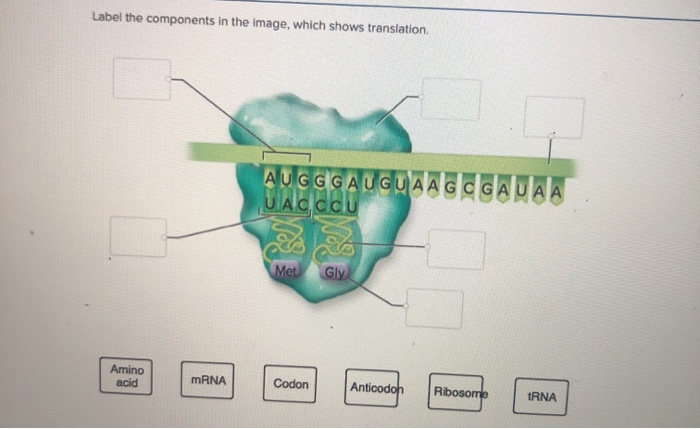 Solved Label the components in the image, which shows | Chegg.com