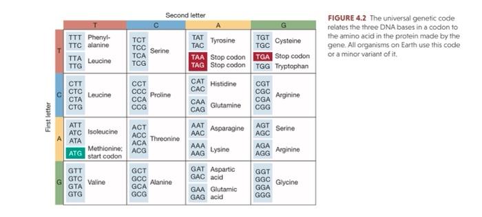 Solved DNA Sequence: CCT GCC ACA GAA CAG TAT TTA AGG AGC TGC | Chegg.com