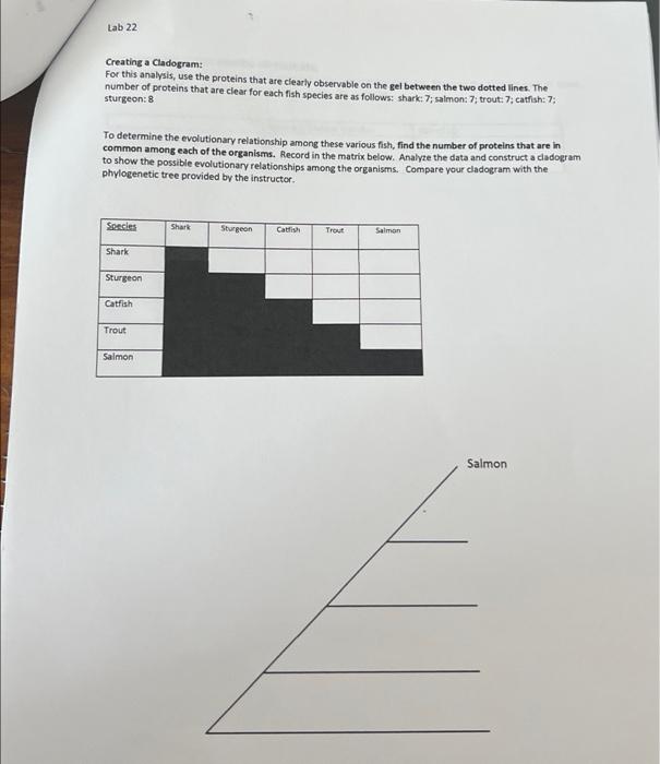 Solved Creating a Cladogram: For this analysis, use the | Chegg.com