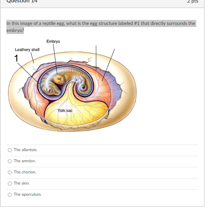Solved In this image of a reptile egg, what is the egg | Chegg.com