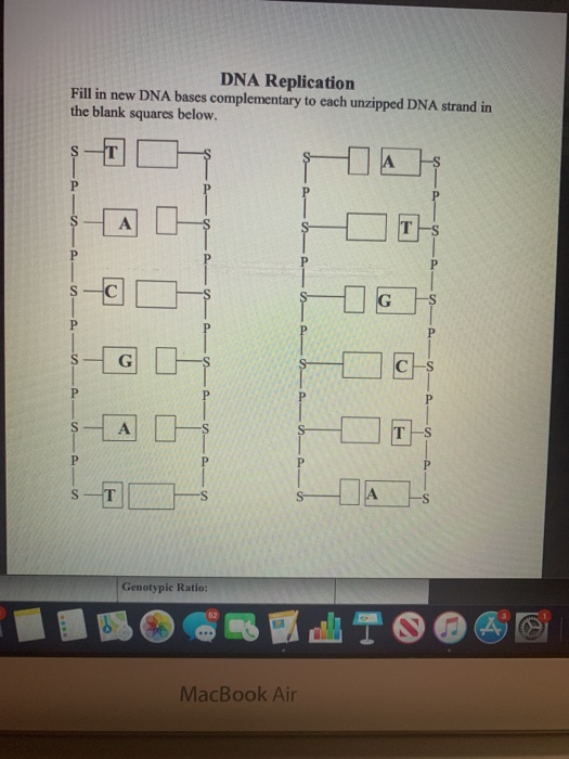 Solved DNA Replication Fill in new DNA bases complementary | Chegg.com