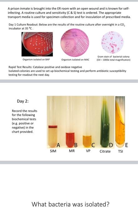 Solved opposite test results. 2. Ferments Lactose: - Based | Chegg.com
