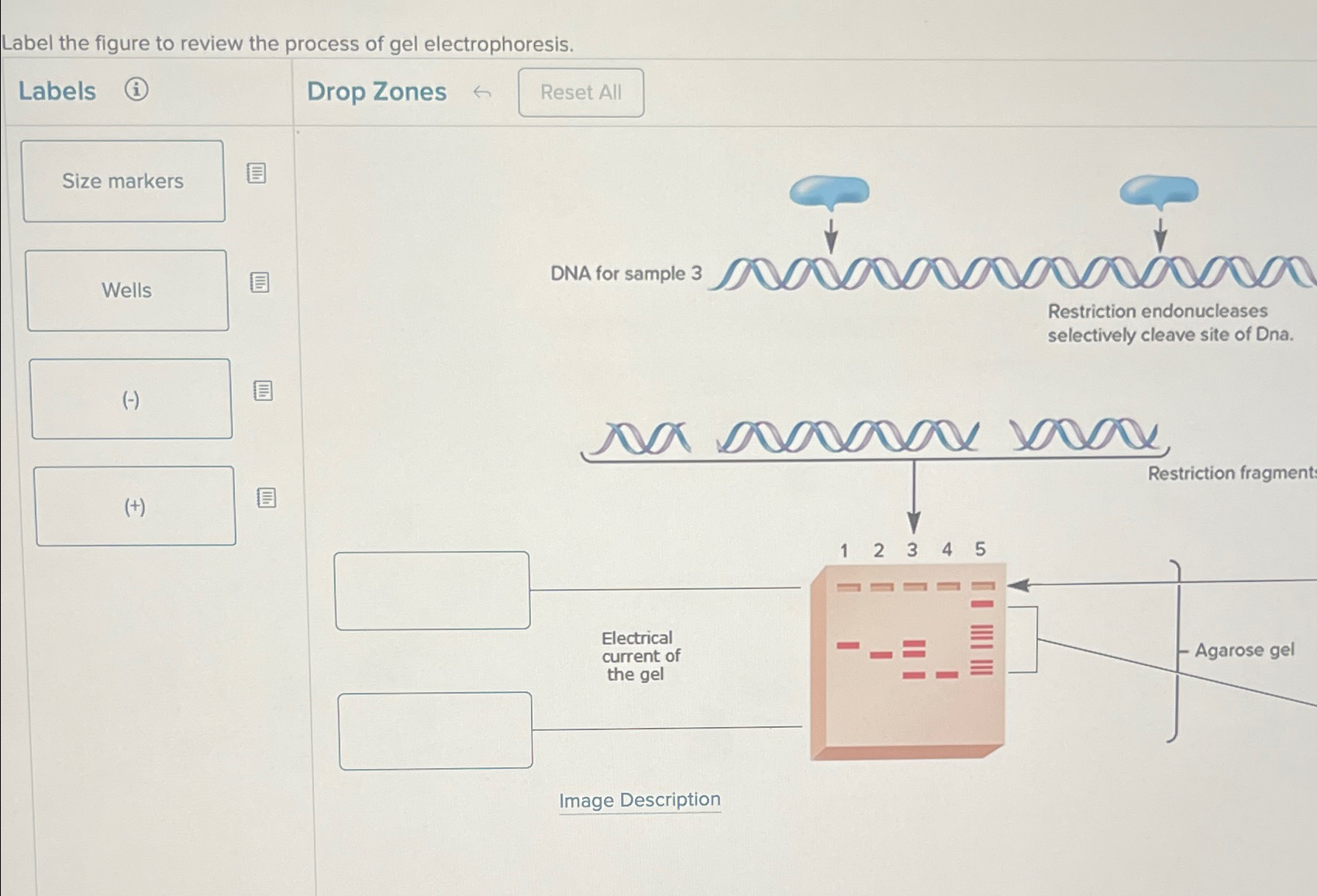 Solved Label the figure to review the process of gel | Chegg.com