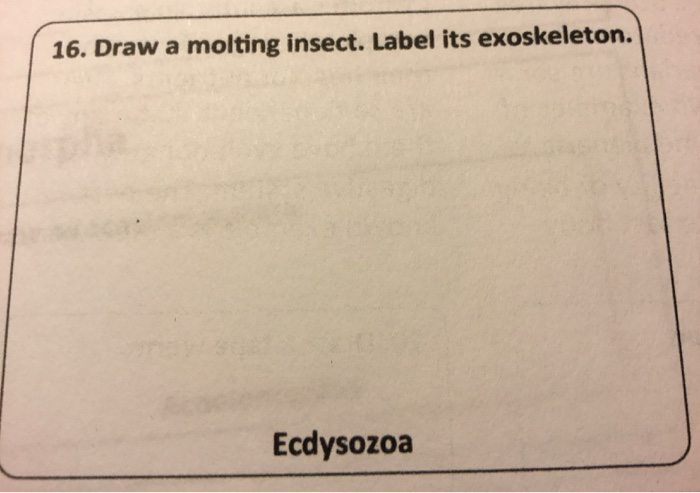 Solved 16. Draw a molting insect. Label its exoskeleton. | Chegg.com