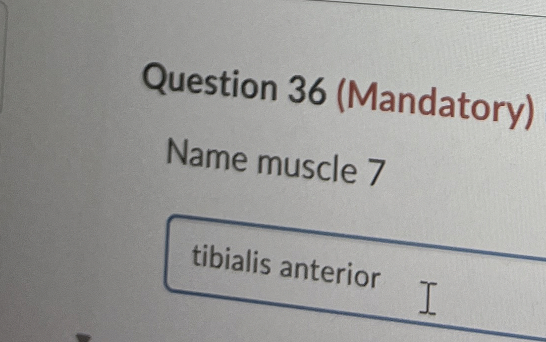 Solved Question 36 (Mandatory)Name muscle 7tibialis anterior | Chegg.com Solved Question 36 (Mandatory)Name muscle 7tibialis anterior | Chegg.com