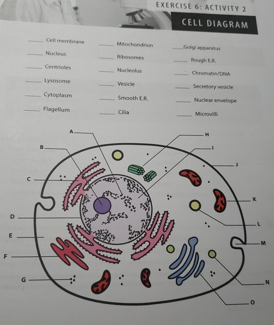 Solved EXERCISE 6: ACTIVITY 2 CELL DIAGRAM Cell membrane | Chegg.com