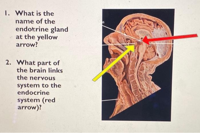 Solved 1. What is the name of the endocrine gland at the | Chegg.com