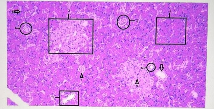 Solved 1. Structure: 2. Structure: 3. Cell: 4. Structure: | Chegg.com