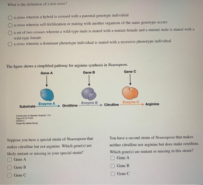 Solved What is the definition of a test cross? a cross | Chegg.com