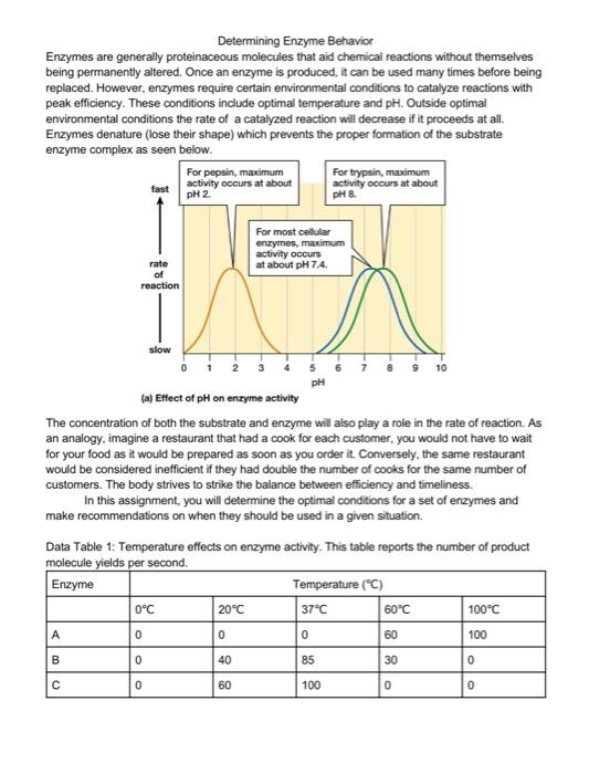 Solved Determining Enzyme Behavior Enzymes are generally | Chegg.com