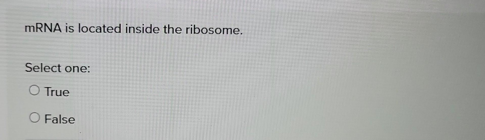 mRNA is located inside the ribosome. Select one: True | Chegg.com