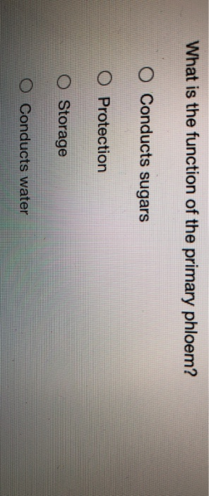 Solved What is the function of the primary phloem? Conducts | Chegg.com