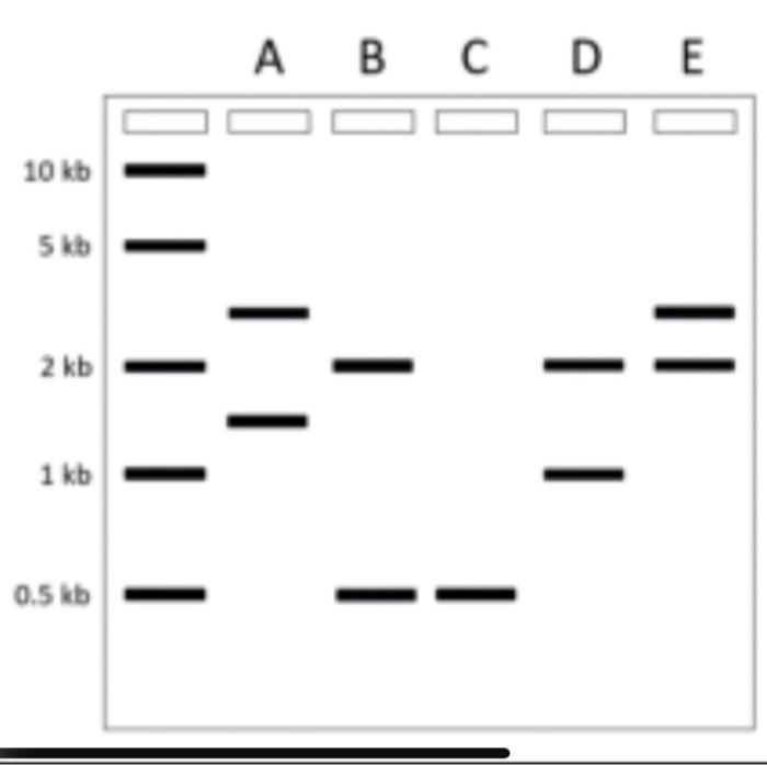 Solved The following diagram represents the results of an | Chegg.com