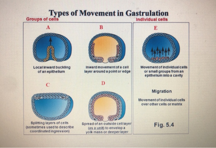 Types of Movement in Gastrulation Groups of cells | Chegg.com
