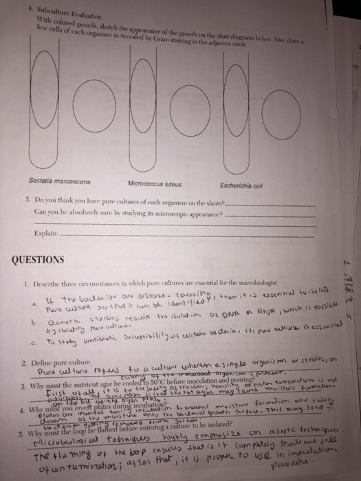 Solved 4. Subculture Evaluation With colored pencils, sketch | Chegg.com