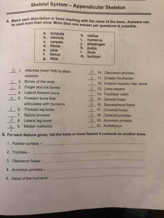 Solved Skeletal System - Appendicular Skeleton A. Match each | Chegg.com