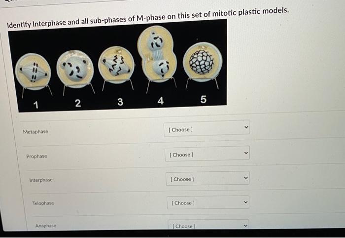 Solved Identify Interphase and all sub-phases of M-phase on | Chegg.com