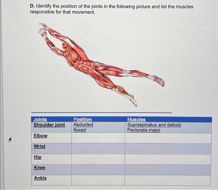 Solved D. Identify the position of the joints in the | Chegg.com
