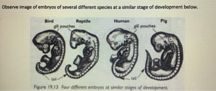 Solved observe the image of embryos of different species at | Chegg.com