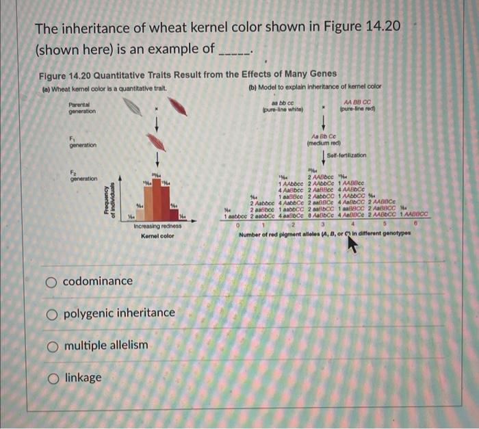 Solved The inheritance of wheat kernel color shown in Figure | Chegg.com