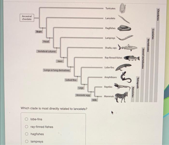 Solved Tunicates Ancestral chordate Chordates Lancelets | Chegg.com