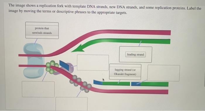 Solved The image shows a replication fork with template DNA | Chegg.com