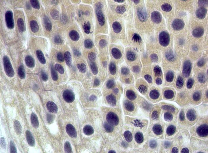 Solved count the number of cells in each of the cell phases, | Chegg.com