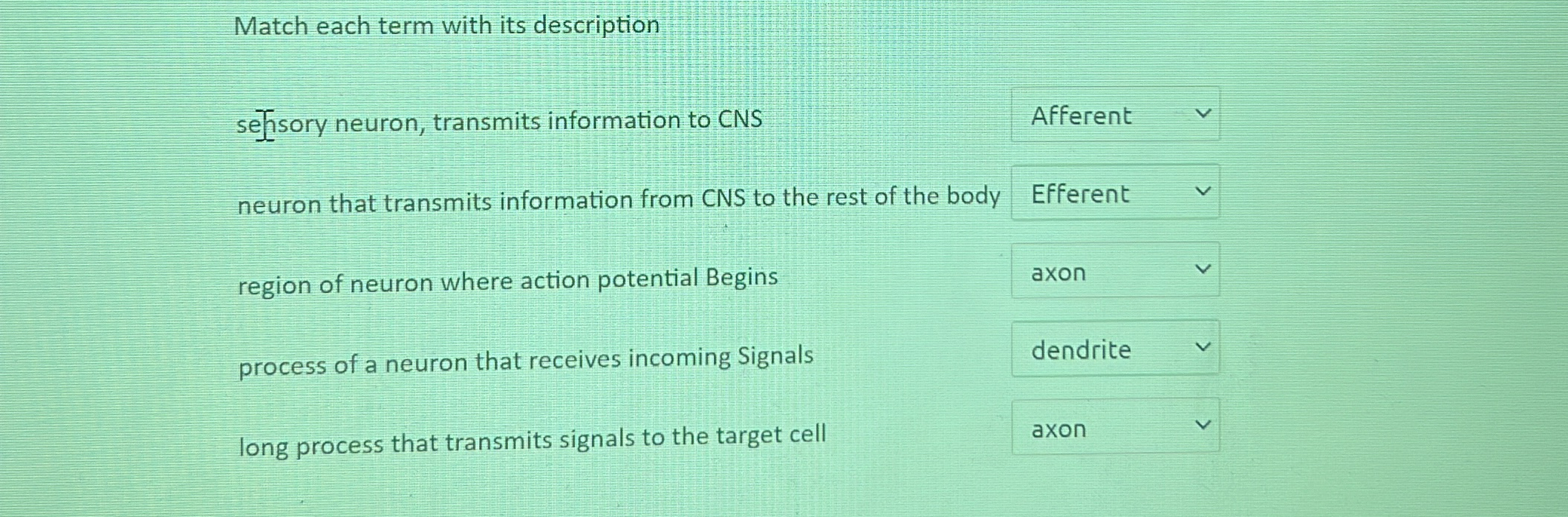 Solved Match each term with its descriptionsehsory neuron, | Chegg.com