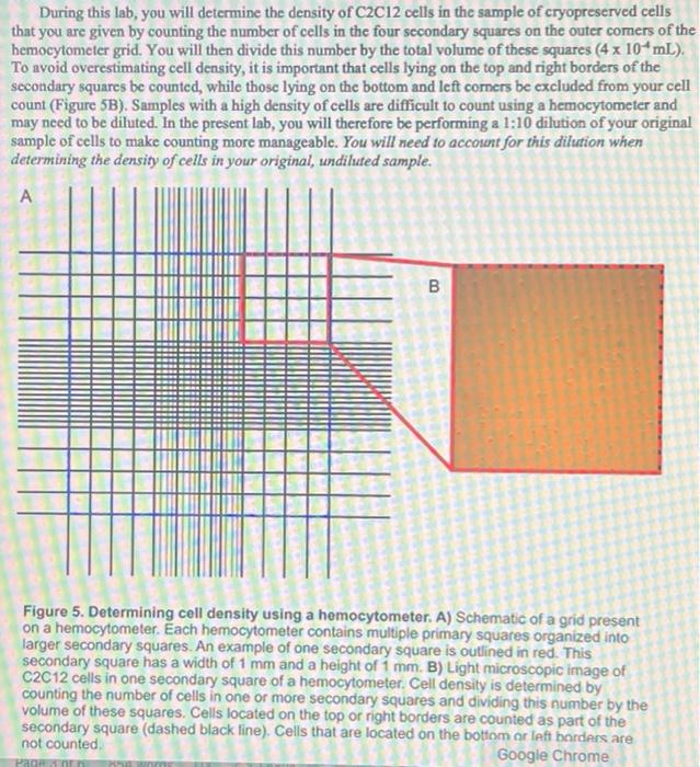 Solved Calculate (with calculations and units) the cell | Chegg.com