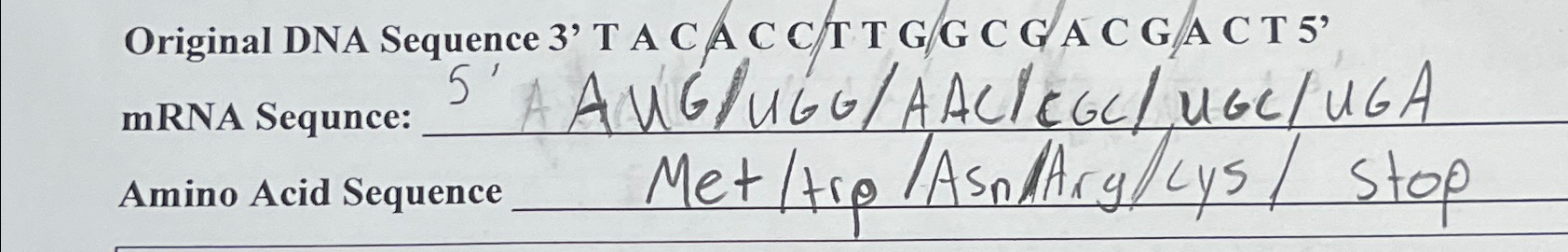 Solved Original DNA Sequence 3' ﻿T A C A C C// ﻿T G/G C G/A | Chegg.com