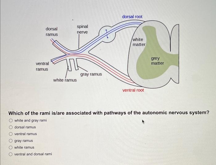 Solved Which of the rami is/are associated with pathways of | Chegg.com