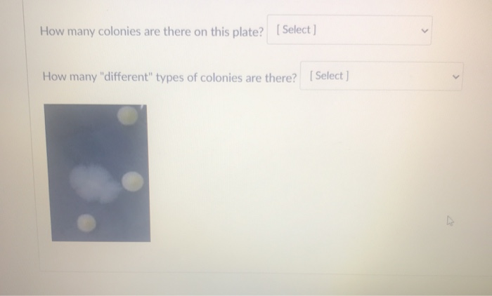 Solved How many colonies are there on this plate? (Select] > | Chegg.com