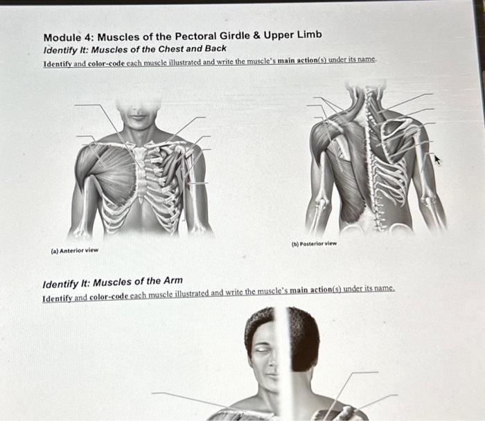 Module 4: Muscles of the Pectoral Girdle & Upper Limb | Chegg.com