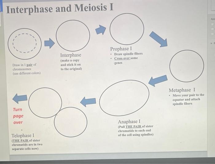 Solved Interphase and Meiosis I Prophase I Interphase - Draw | Chegg.com