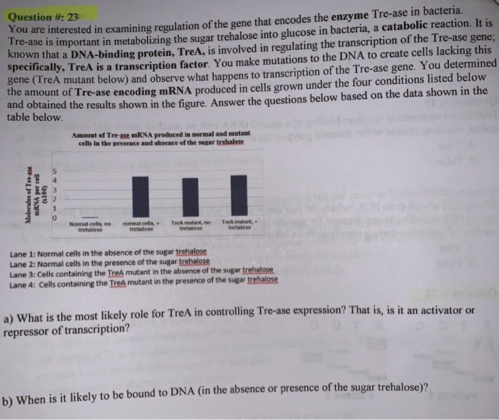 Solved Question #: 23 interested in examining regulation of | Chegg.com