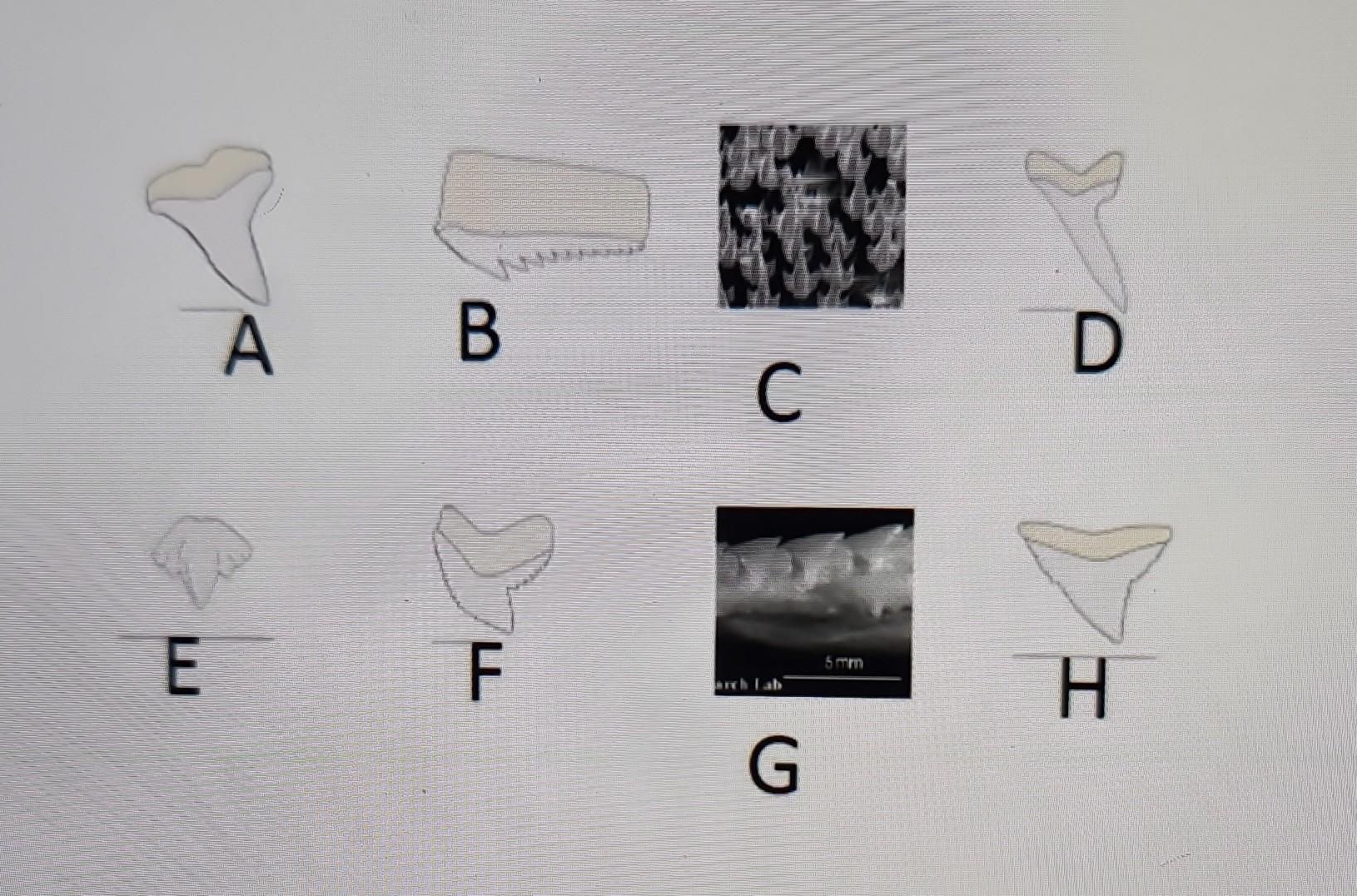 Solved 1) Below there are several shapes of tail fins and | Chegg.com